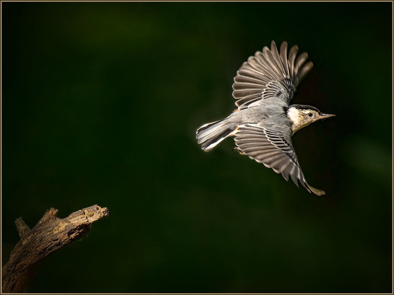 Taking OffJack Martin HM photo – Foresters Camera Club