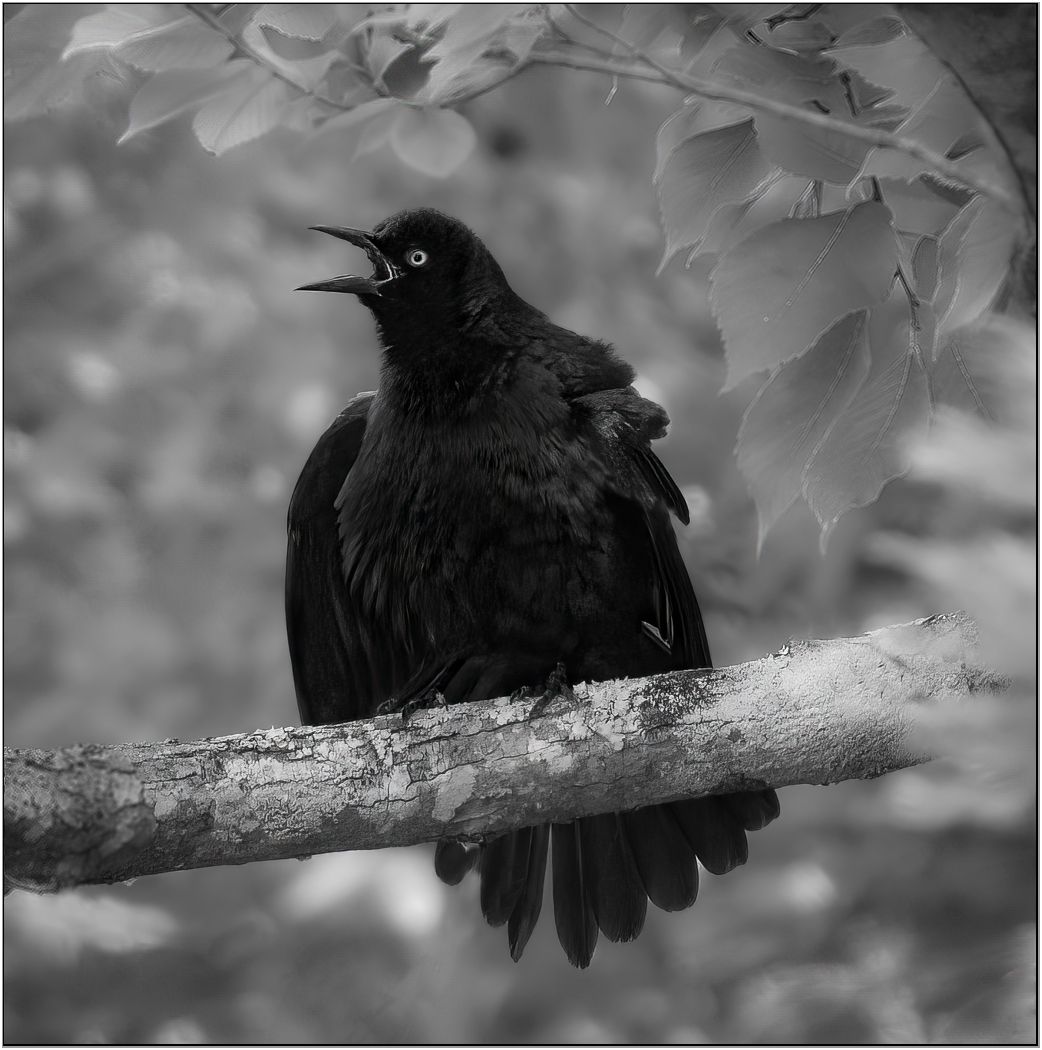 AWARD Black Bird in Monochrome Anne Zarzycki photo – Foresters Camera Club